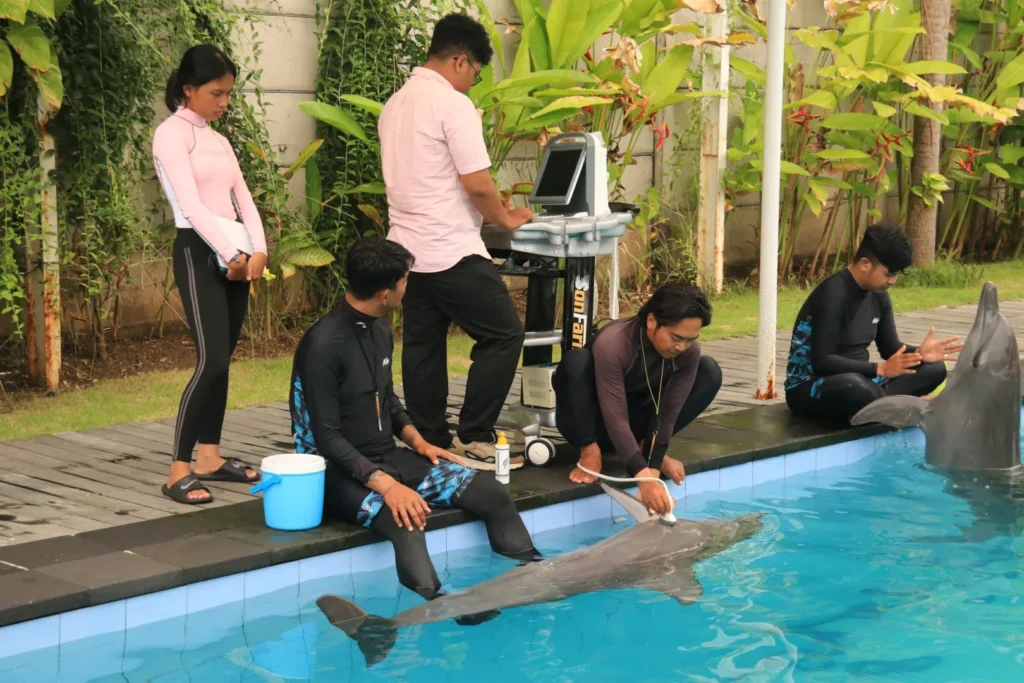 Bali Exotic Marine Park as a Dolphin Sanctuary in Bali