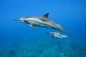 5 Facts about Spinner Dolphins, They Can Spin 7 Times in One Jump ...